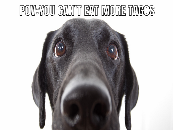 POV:YOU CAN’t EAT MORE TACOS – Meme – Sound Effect Video | SoundFactory